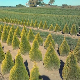 Cat's Eye Arborvitae - Evergreen Trees | McKay Nursery