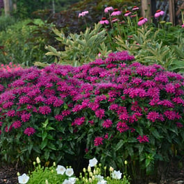 Grape Gumball Bee Balm | Sugar Buzz® | McKay Nursery