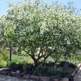 Russian Hawthorn (Crataegus ambigua) | McKay Nursery