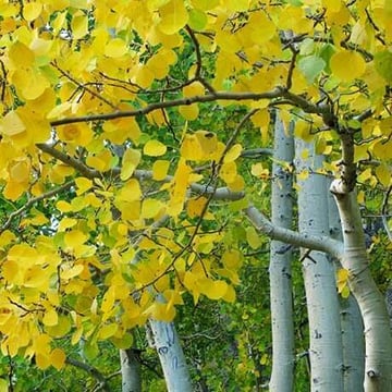 Siouxland (Cottonwood) Poplar Trees for Sale | McKay Nursery