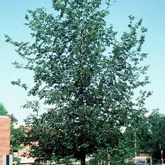 Regal Elm Tree