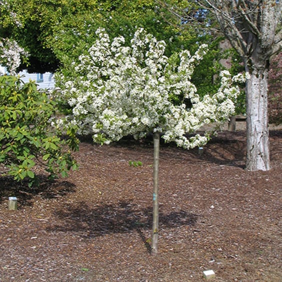 Firebird® Crabapple Tree for Sale (Malus sargentii)