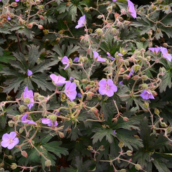 Boom Chocolatta | Hardy Geranium Cranesbill For Sale