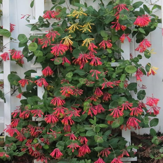 Honeysuckle Vine Major Wheeler