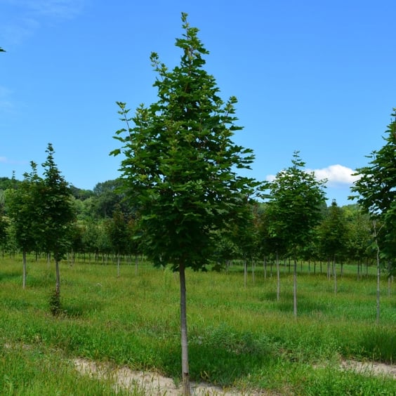 Emerald Lustre® Maple Tree (A. platanoides) | McKay Nursery