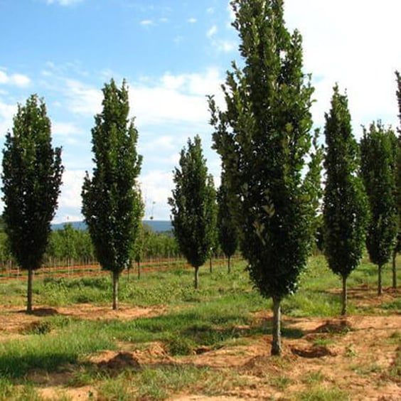 Quercus Regal Prince® Oak Trees for Sale | McKay Nursery