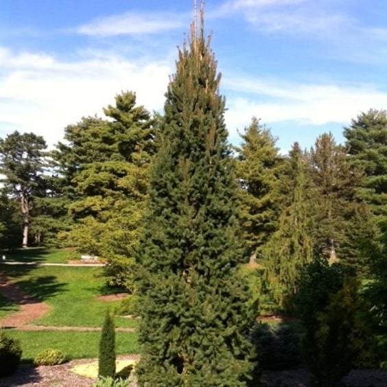 Columnar Norway Spruce for Sale | Picea abies Cupressina
