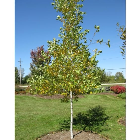 Quaking Aspen Single Tree