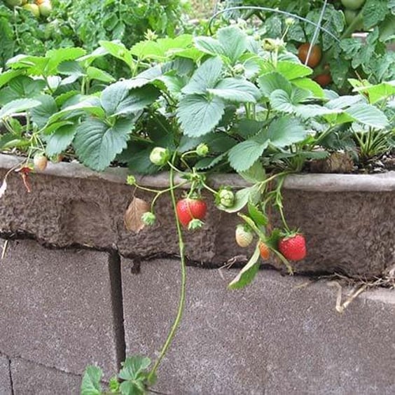 Tristar Everbearing Strawberry for Sale | Edible Strawberries