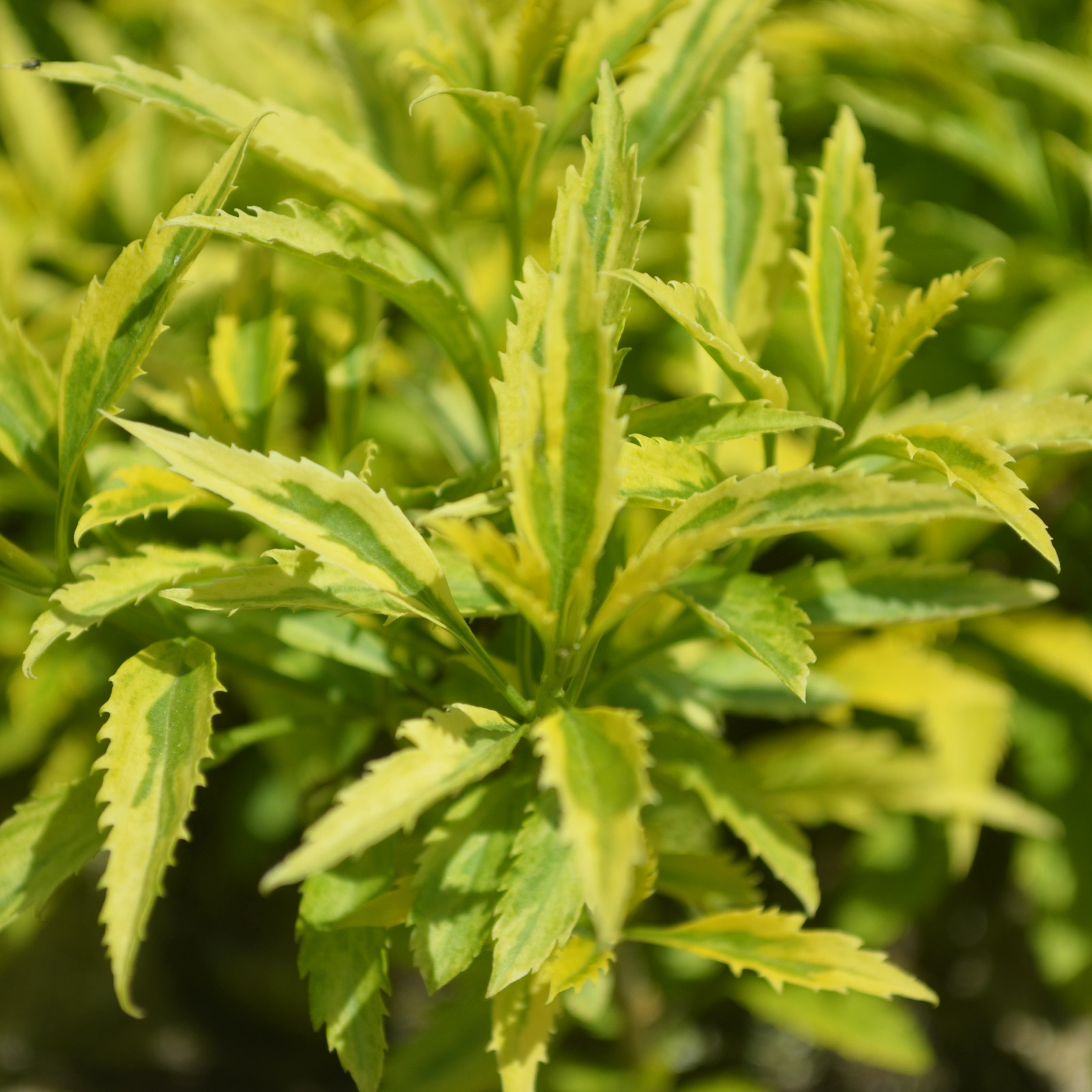 McKay Nursery | Buy Plants & Trees Online